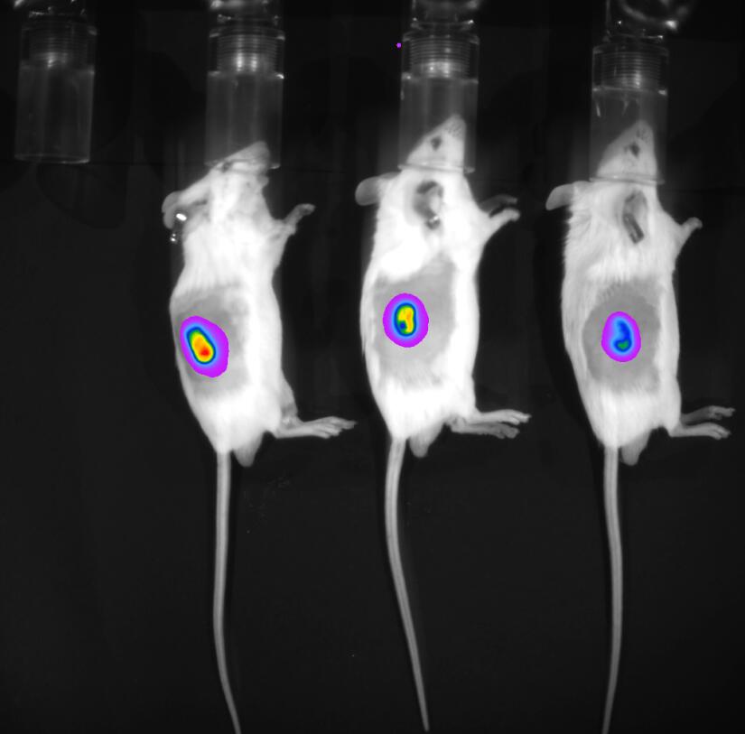 BIOVIVO B 系列小动物活体成像系统